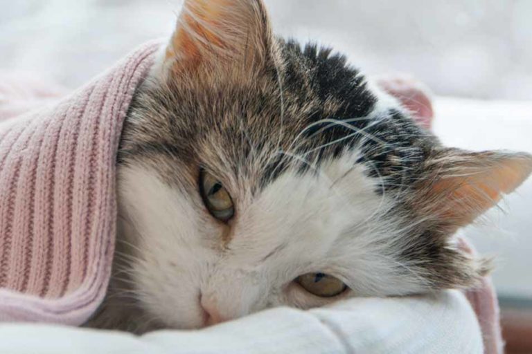 Osteosarcoma - Bone Cancer in Cats - Pet Friendly House