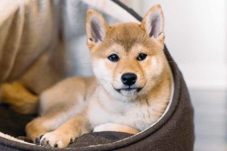 Dog Burping - Should I Be Concerned