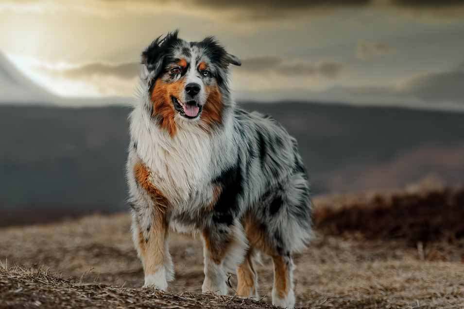 Fluffy Dog Breeds - Cute Pictures and Breed Information