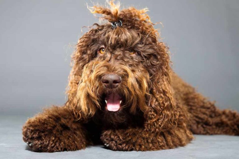 Fluffy Dog Breeds - Cute Pictures and Breed Information