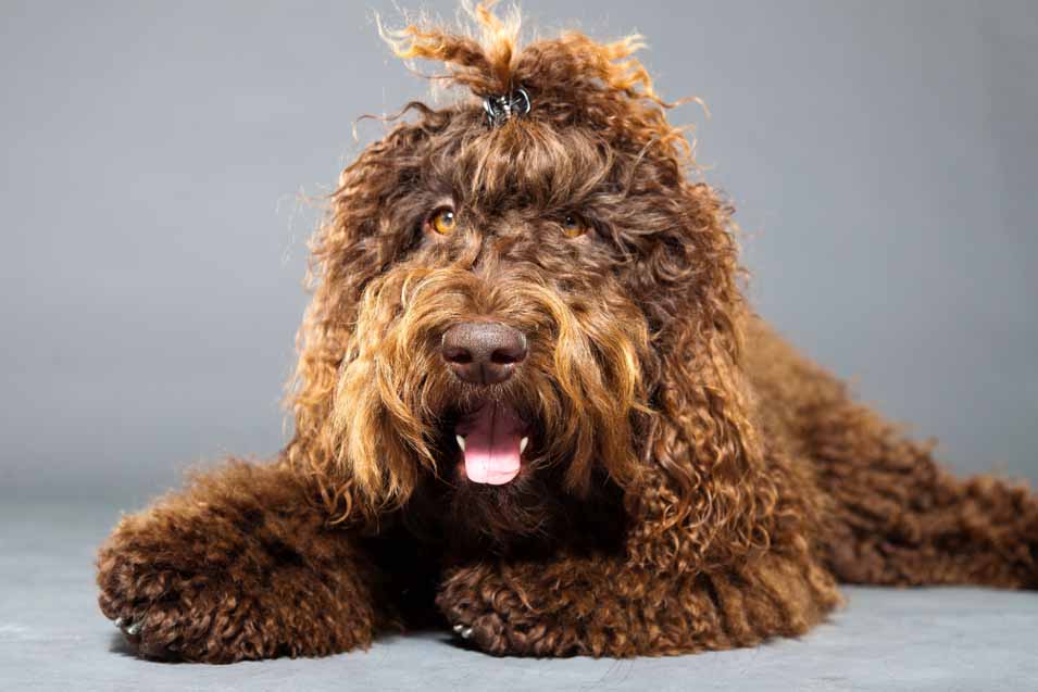 Fluffy Dog Breeds - Cute Pictures and Breed Information