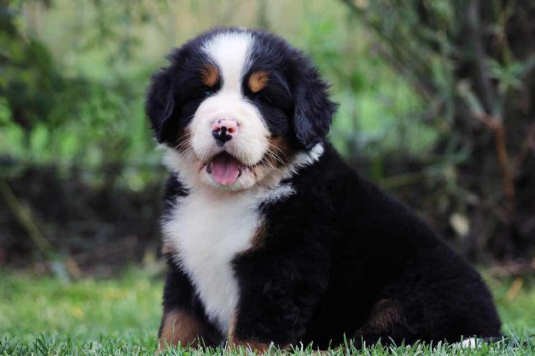 Fluffy Dog Breeds - Cute Pictures and Breed Information