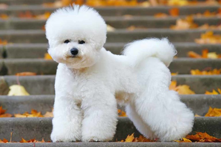 Fluffy Dog Breeds - Cute Pictures and Breed Information