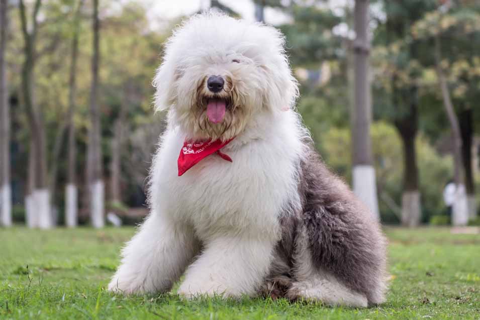 Fluffy Dog Breeds - Cute Pictures and Breed Information