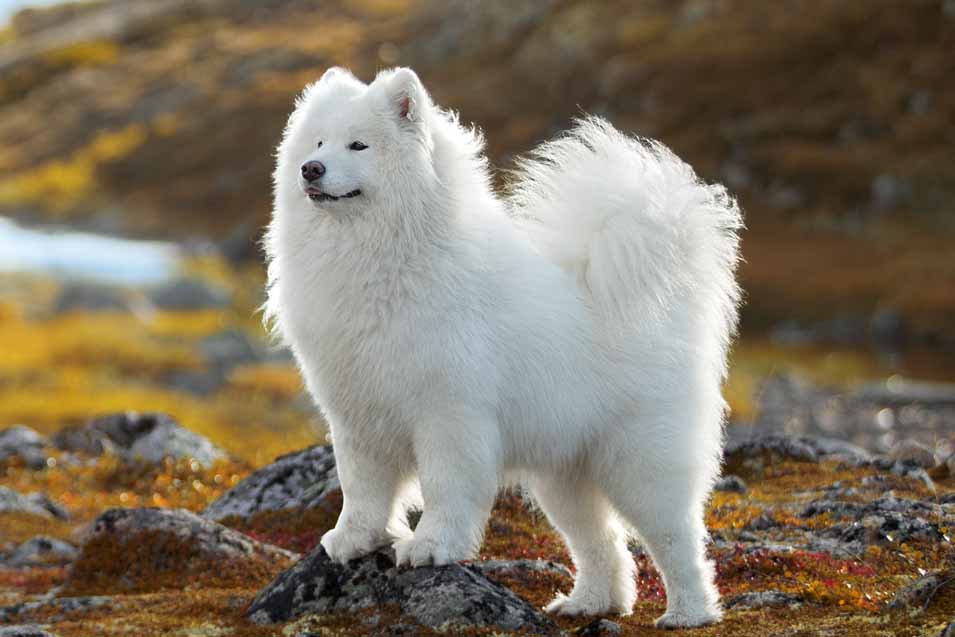Fluffy Dog Breeds - Cute Pictures and Breed Information