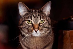 Peritoneal Cancer in Cats - Pet Friendly House