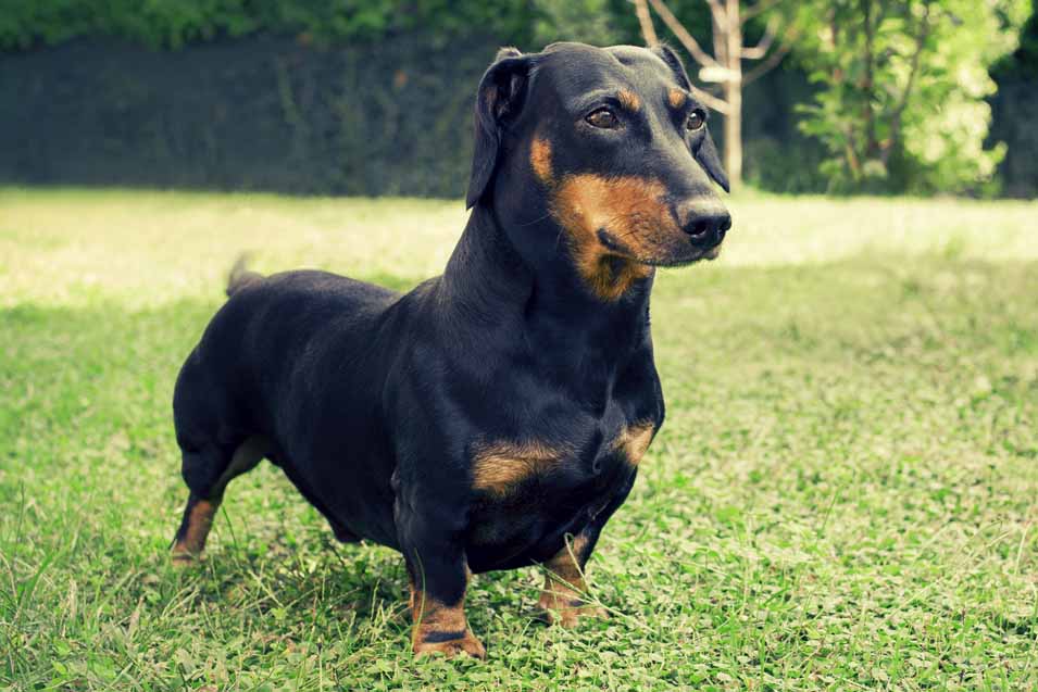 Dog Breeds with Long Noses - Pet Friendly House