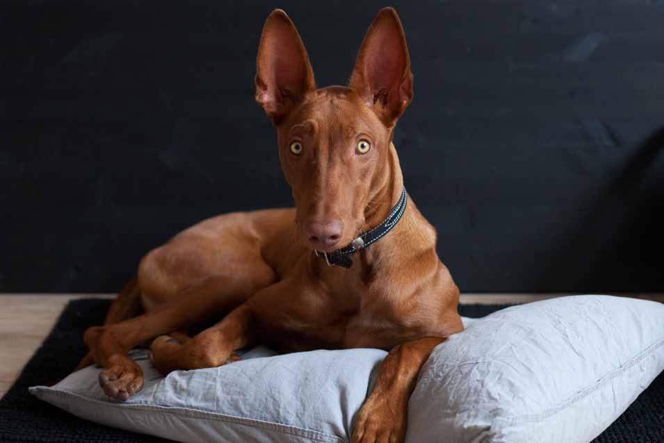 Dog Breeds with Long Noses - Pet Friendly House