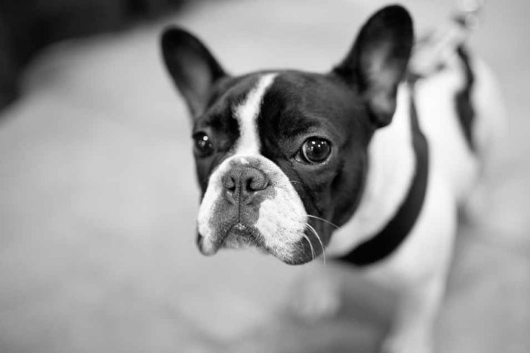 Top 10 Dog Breeds for Living in the City - Pet Friendly House