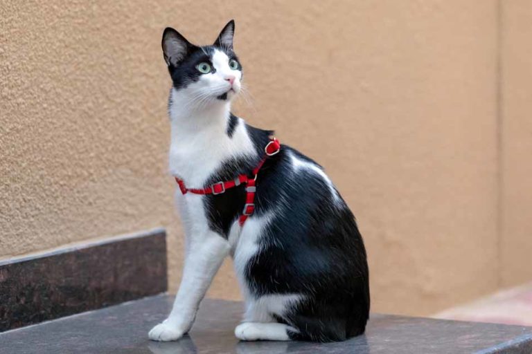 Cats With Long Legs - Pet Friendly House