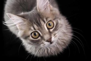 What Is a Normal Cat Temperature - Pet Friendly House