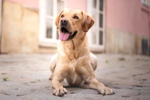 Dog Ownership During a Recession - Pet Friendly House