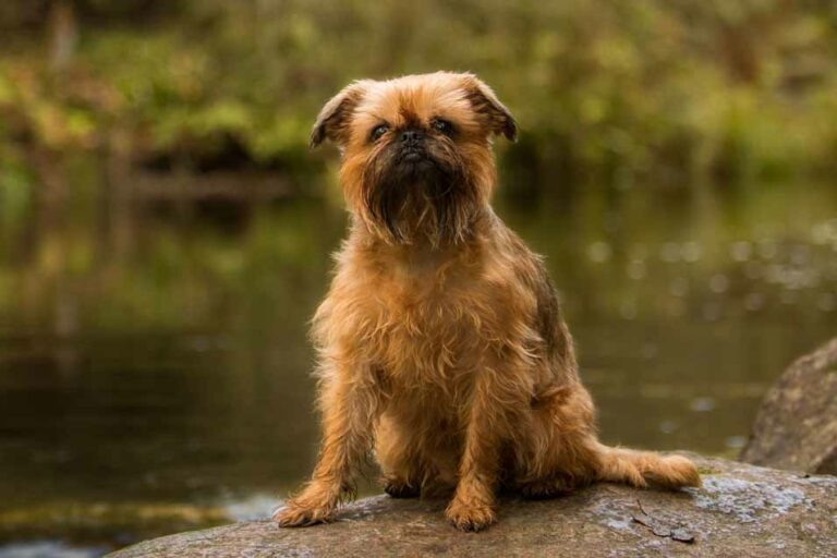 Paraphimosis in Dogs - Pet Friendly House