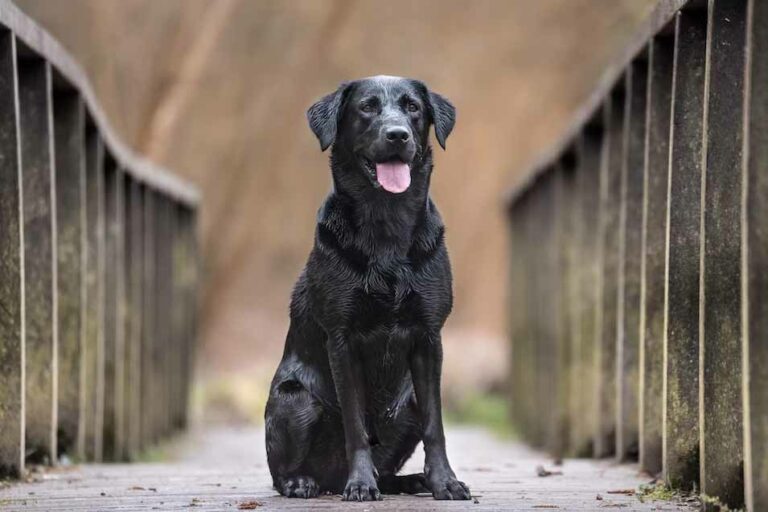 How to Care For and Prevent Elbow Calluses on Dogs - Pet Friendly House