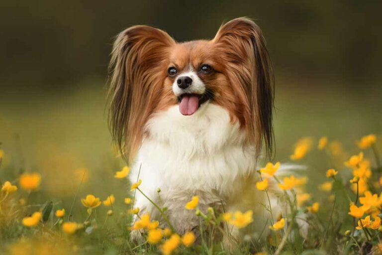 Hypotension in Dogs - Low Blood Pressure in Dogs