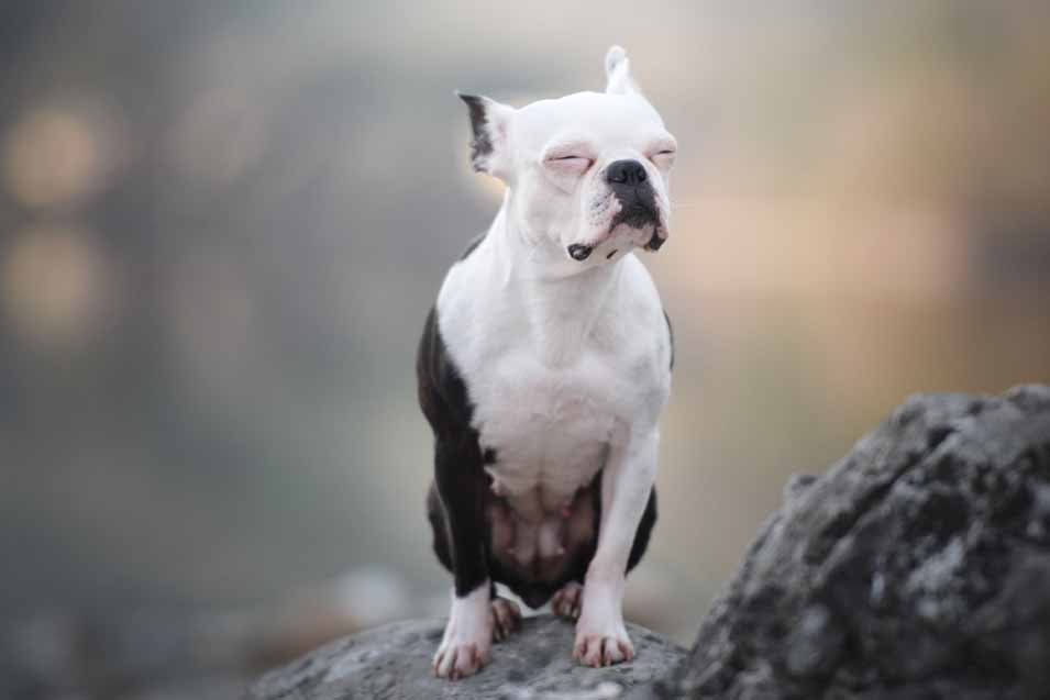 Normal Heart Rate For Dogs Pet Friendly House