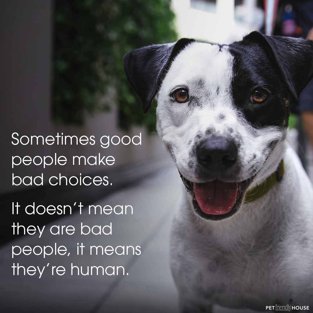 Popular Quotes Pet Friendly House Popular Quotes Pet Friendly House