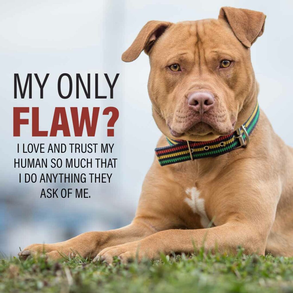 Quotes about Pit Bulls - Pet Friendly House