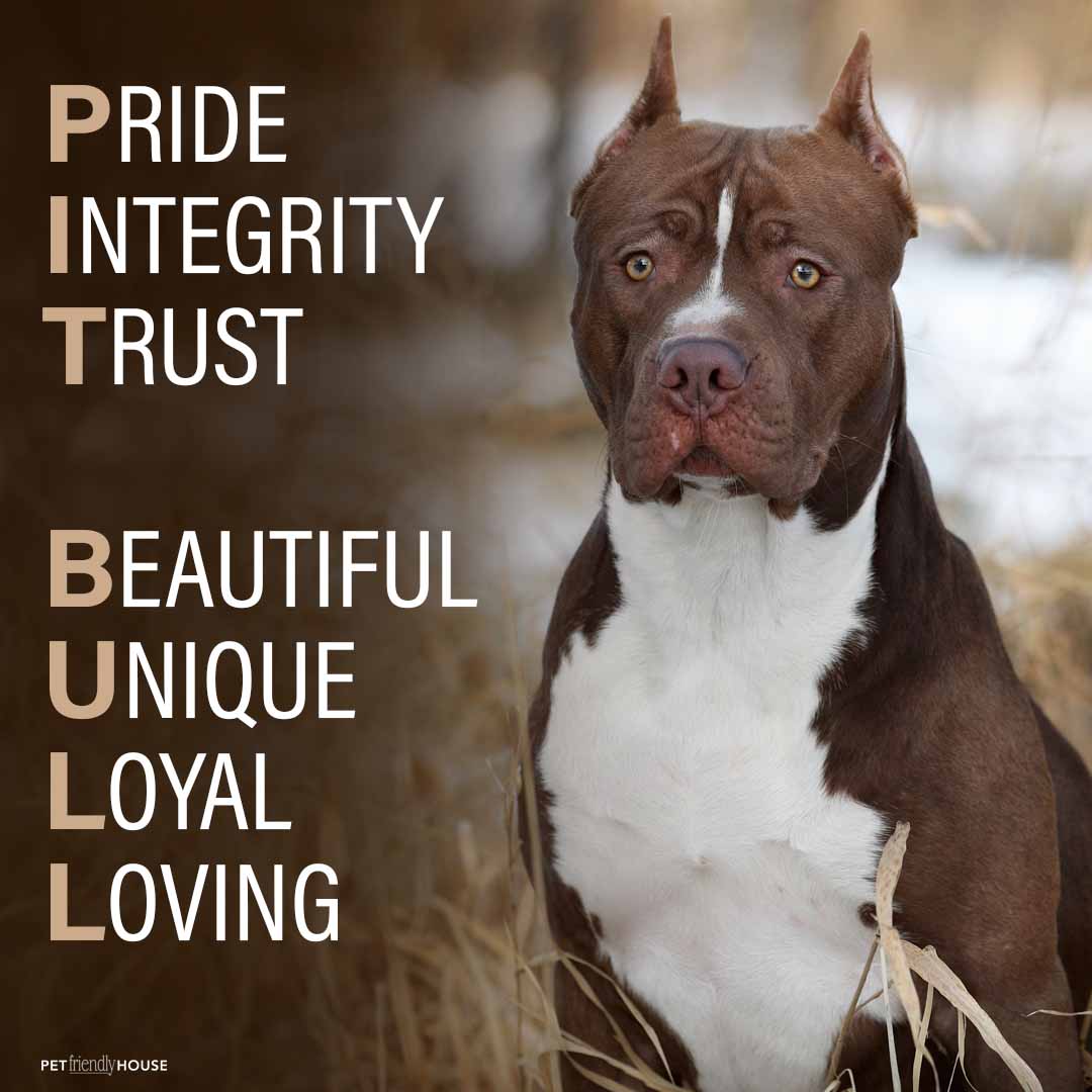 Cute Pitbull Pictures Quotes Cute Pitbull Pictures Quotes